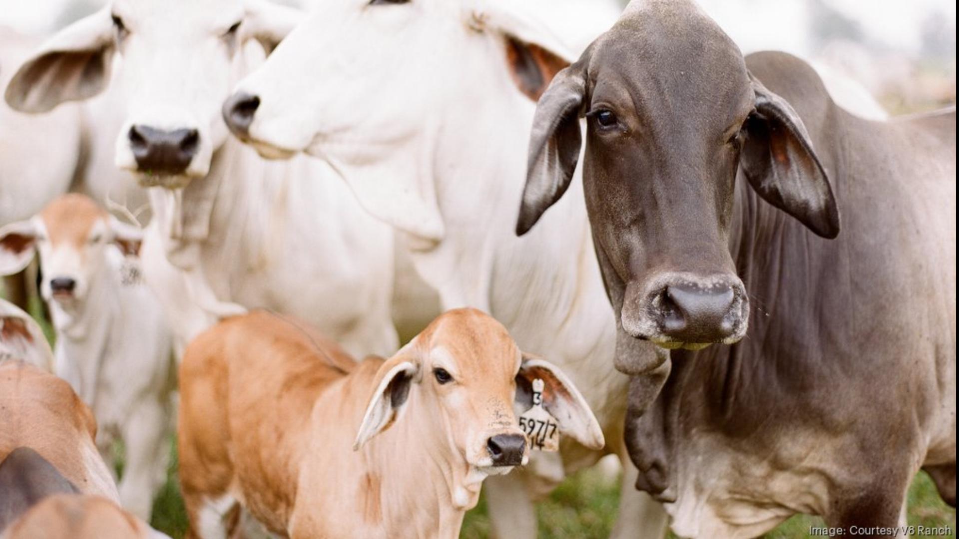 Rodeo ready: Inside a longtime Texas ranch family's major Brahman ...