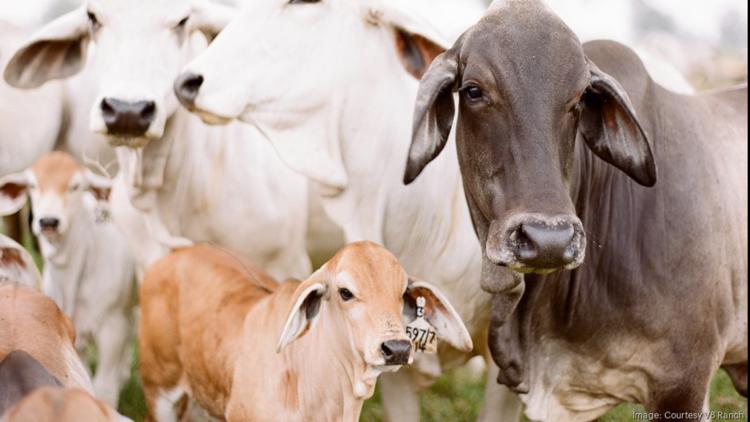 Rodeo ready: Inside a longtime Texas ranch family's major Brahman ...