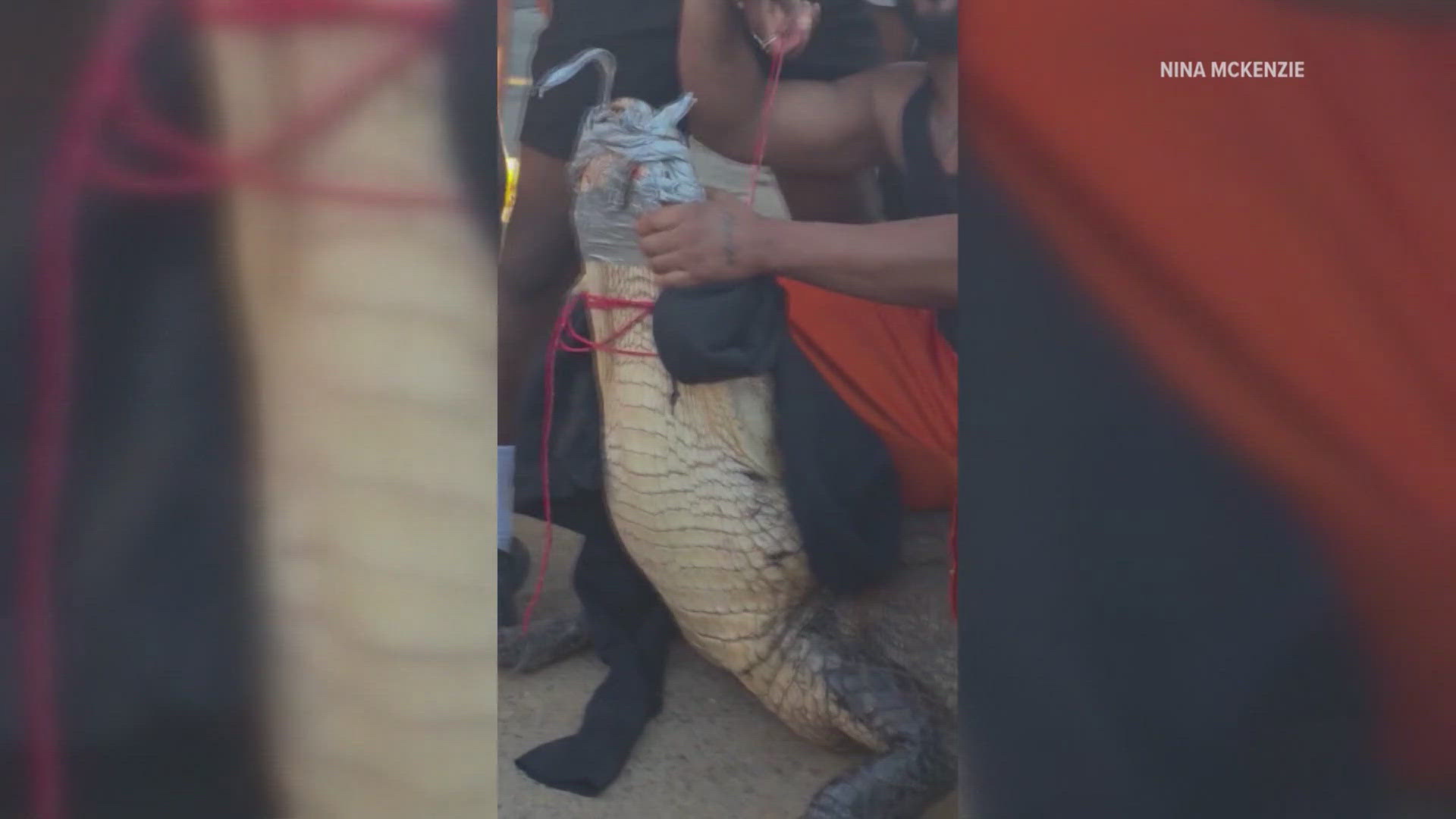 Georgia neighbors wrangle 12-foot gator outside McDonald’s | khou.com