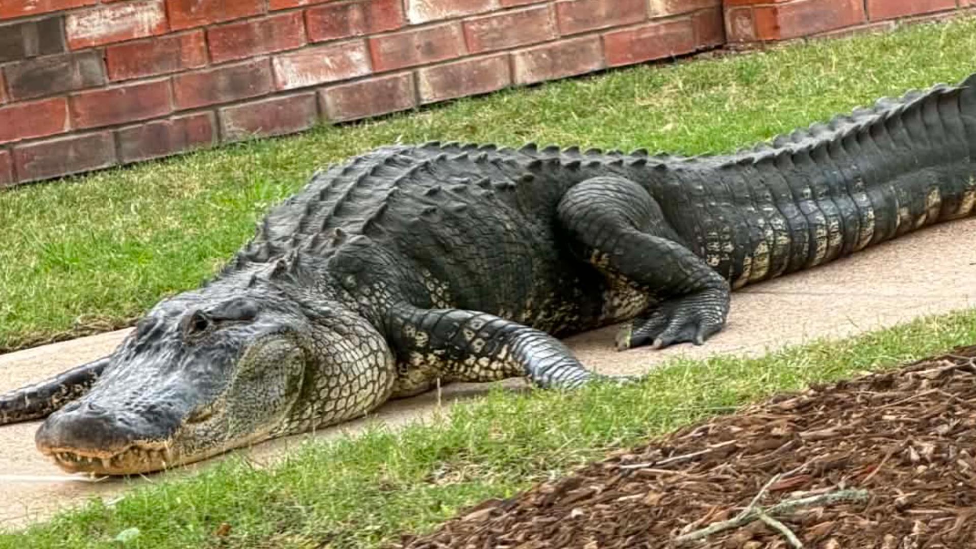 Massive gator spotted taking a stroll in Sienna, the latest to be ...