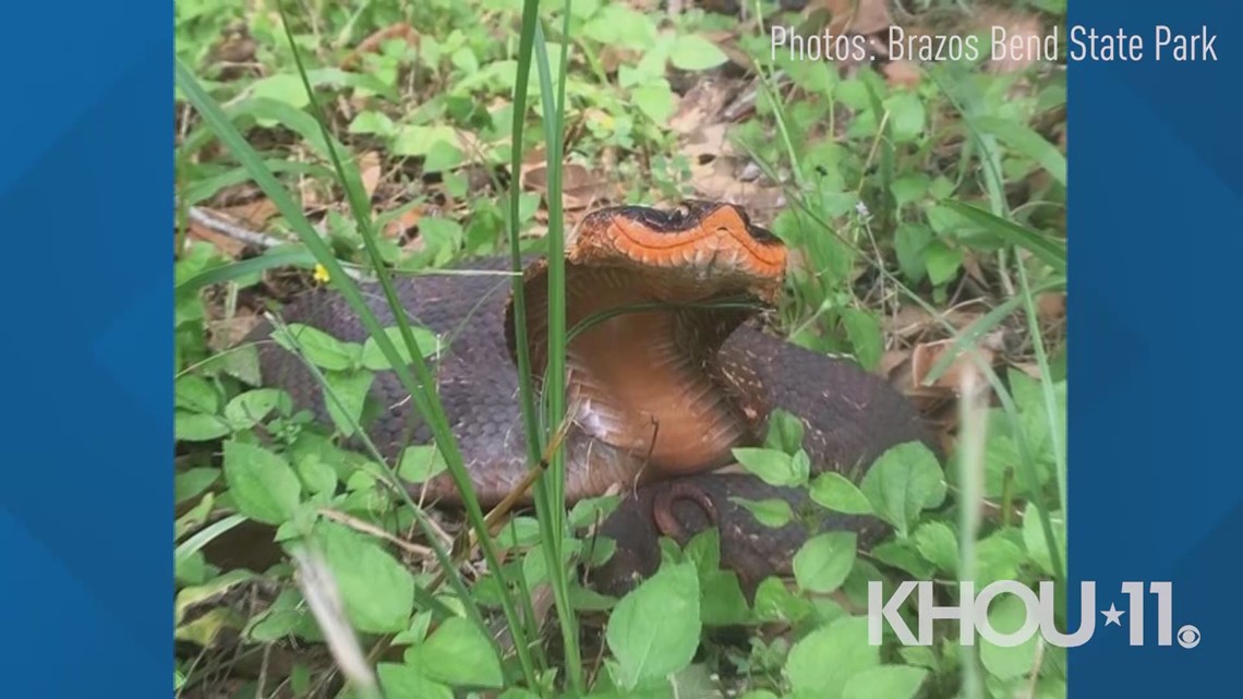 Spotted in Brazos Bend State Park: This snake may look dangerous, but ...