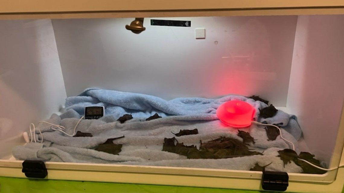 Humane society rescues frozen bats from Houston bridge | khou.com