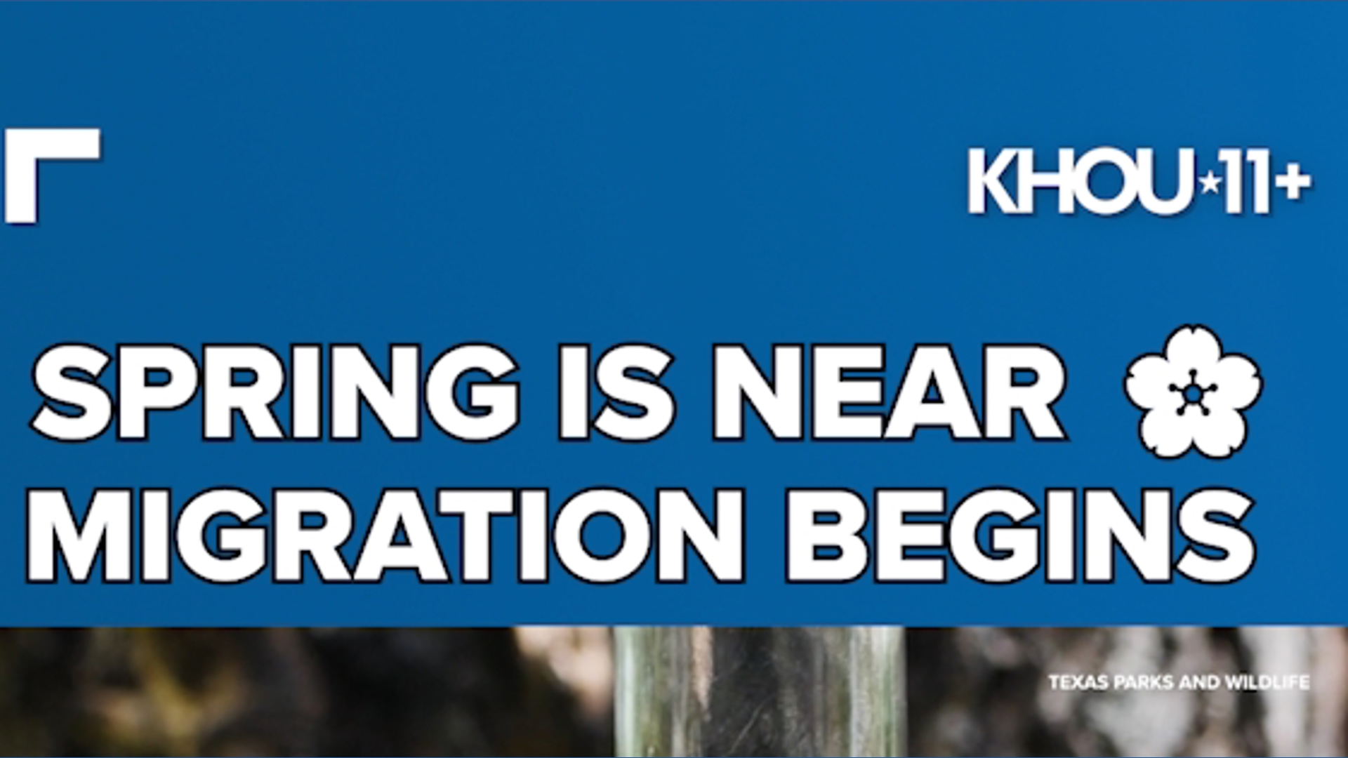 Get ready, hummingbirds are almost here! | khou.com