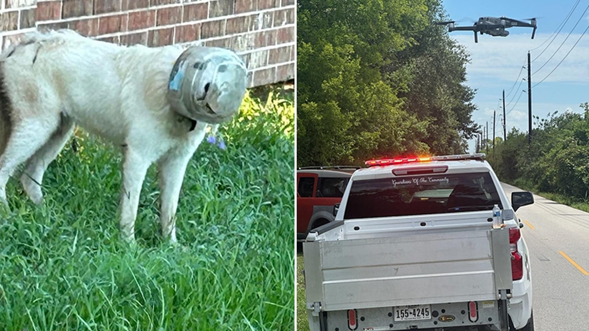Dog with bowl stuck on its head finally captured in Manvel, Texas ...