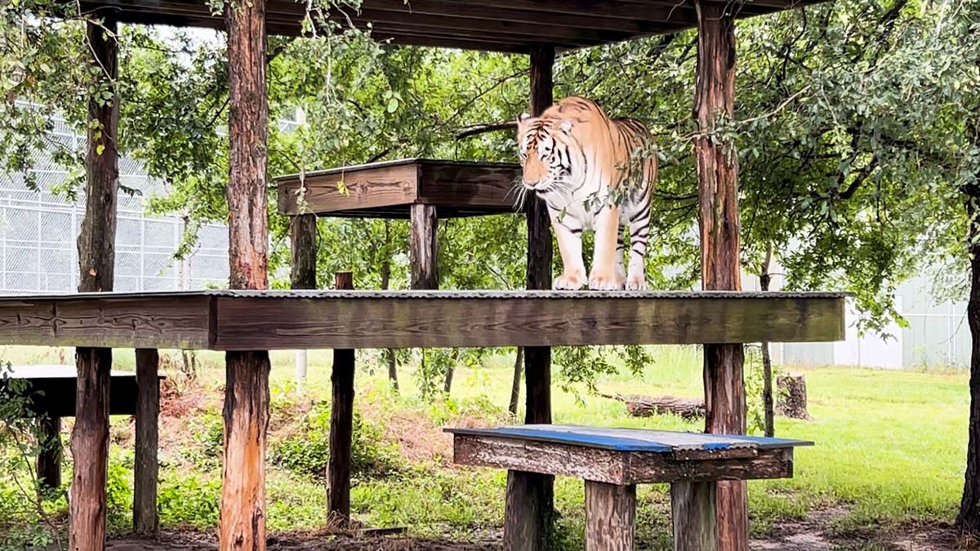 Update on Loki the tiger found in Houston house in 2019 | khou.com