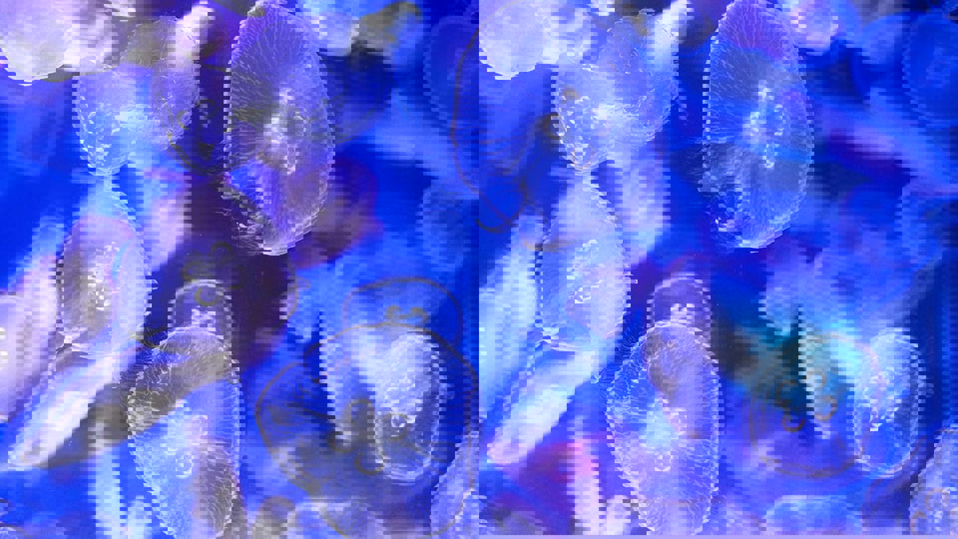 Thousands of moon jellies spotted in water near Texas beaches | khou.com