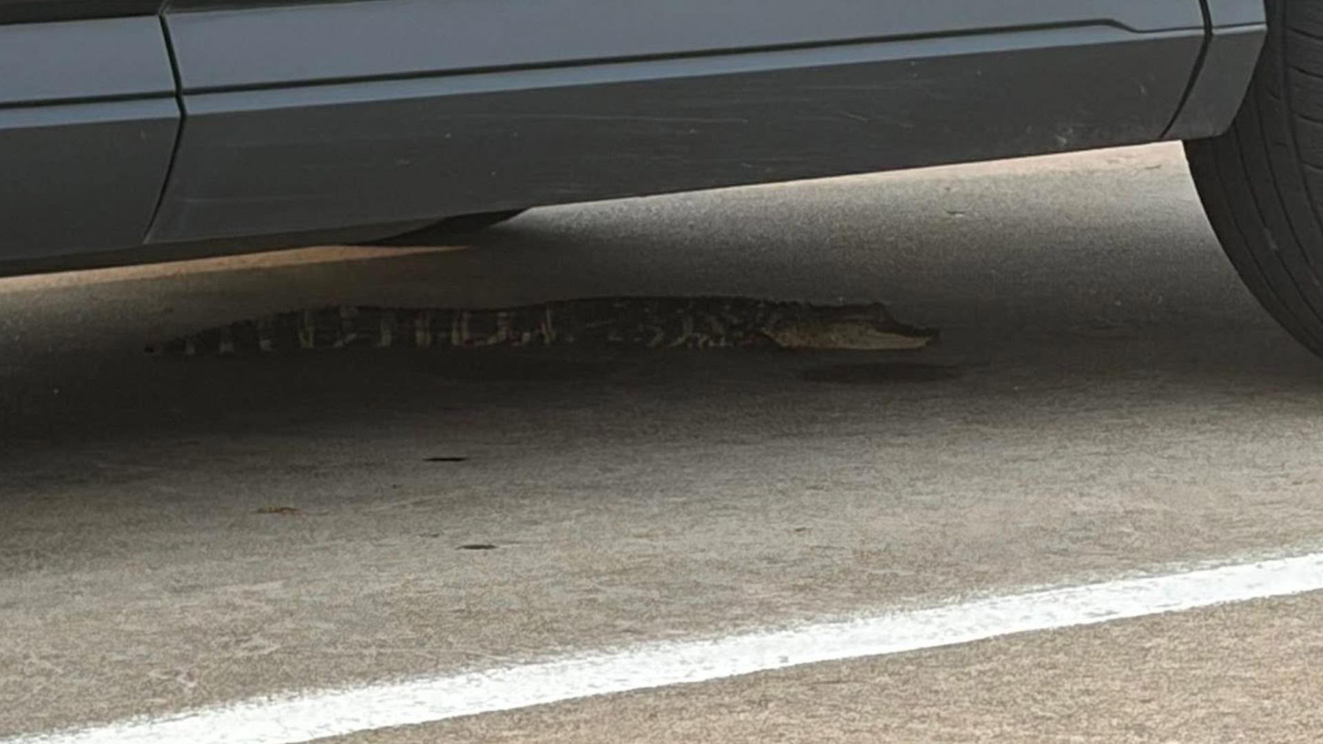 Another gator spotted in Sienna, this time right outside an elementary ...