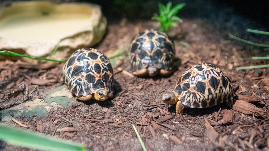 Tiny triplet tortoises at Houston Zoo turn 1 | khou.com