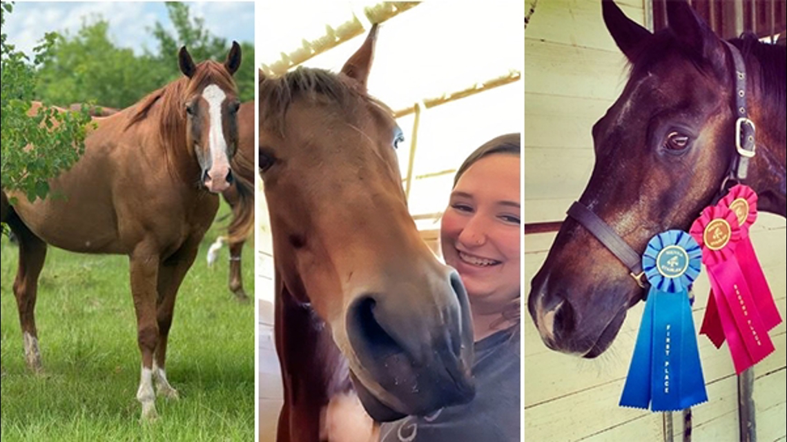 3 horses stolen from Katy, Texas property | khou.com