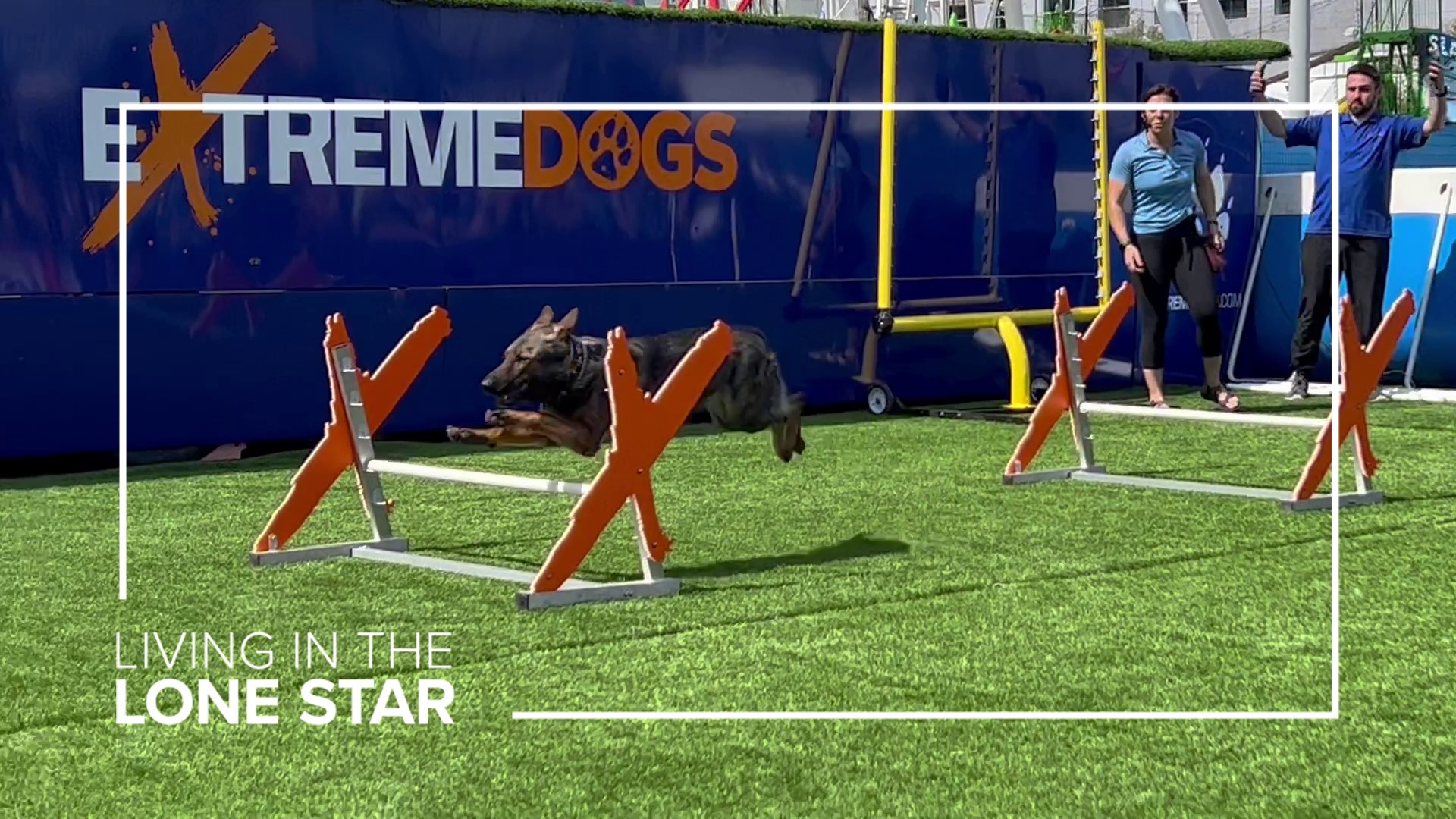 From dock diving to agility courses, Extreme Dogs do it all | khou.com