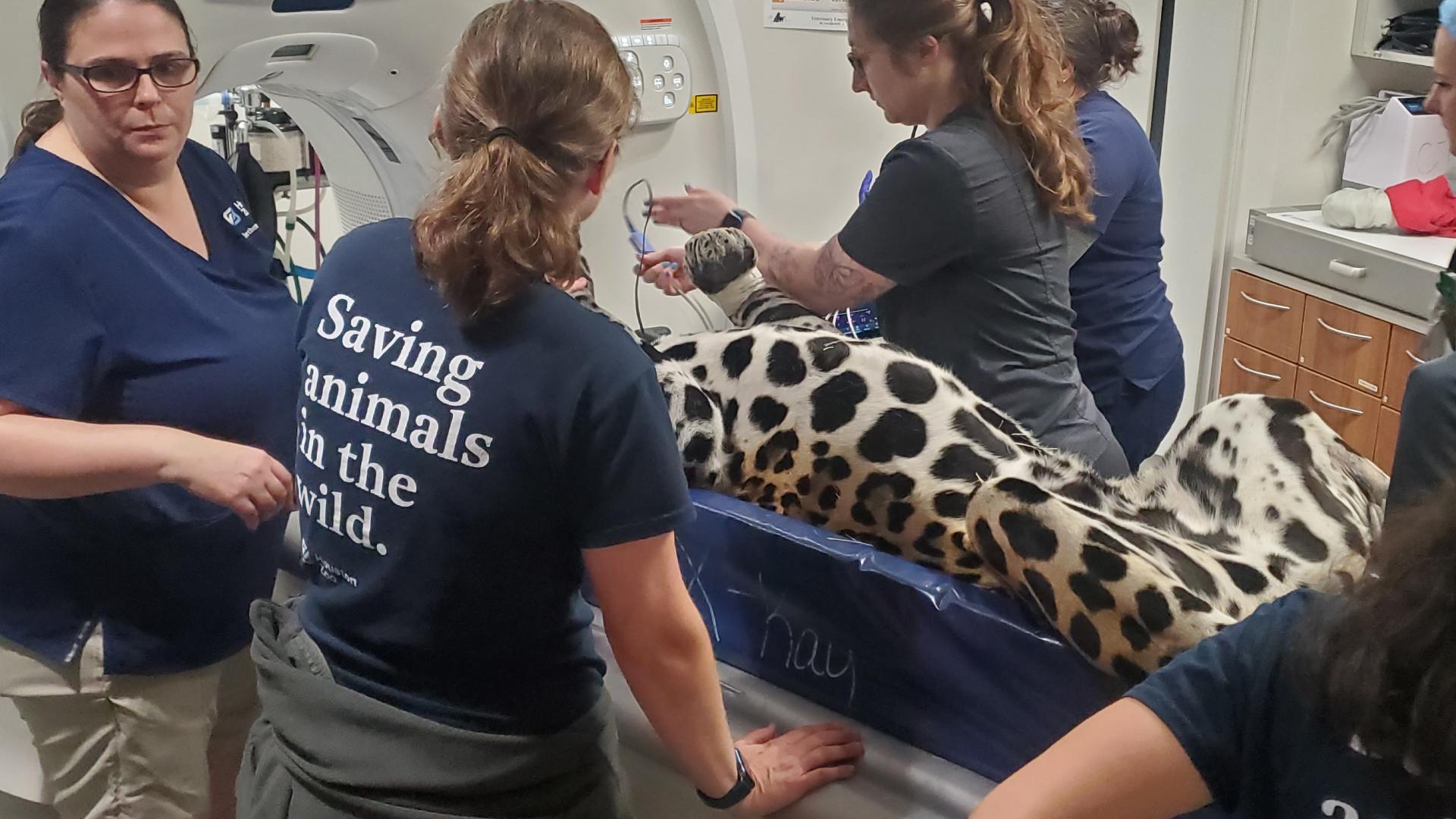 Houston Zoo supports jaguar's recovery from leg injury | khou.com