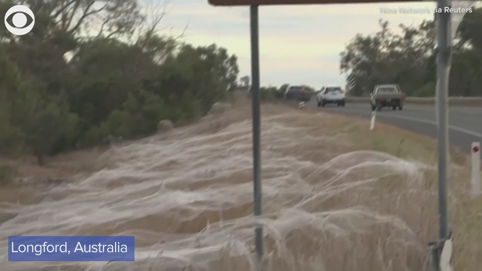 Spiders spin webs on tall grass and street signs in Australia | khou.com
