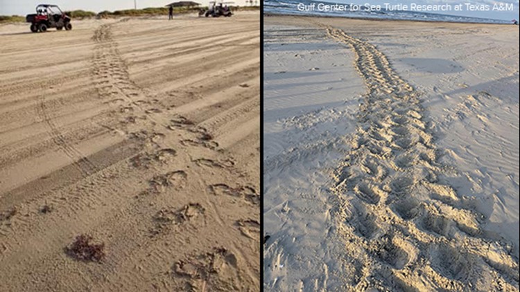 Texas news | Sea turtle nesting season here; how to spot tracks | khou.com