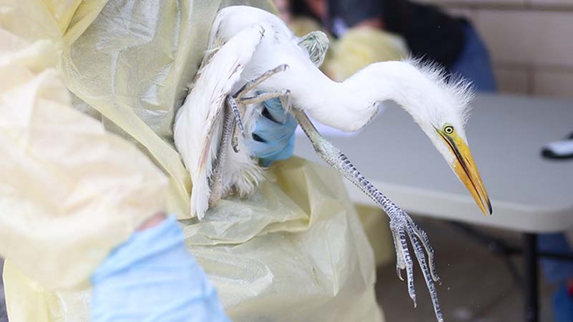 Photos: 71 birds rescued by Houston SPCA | khou.com