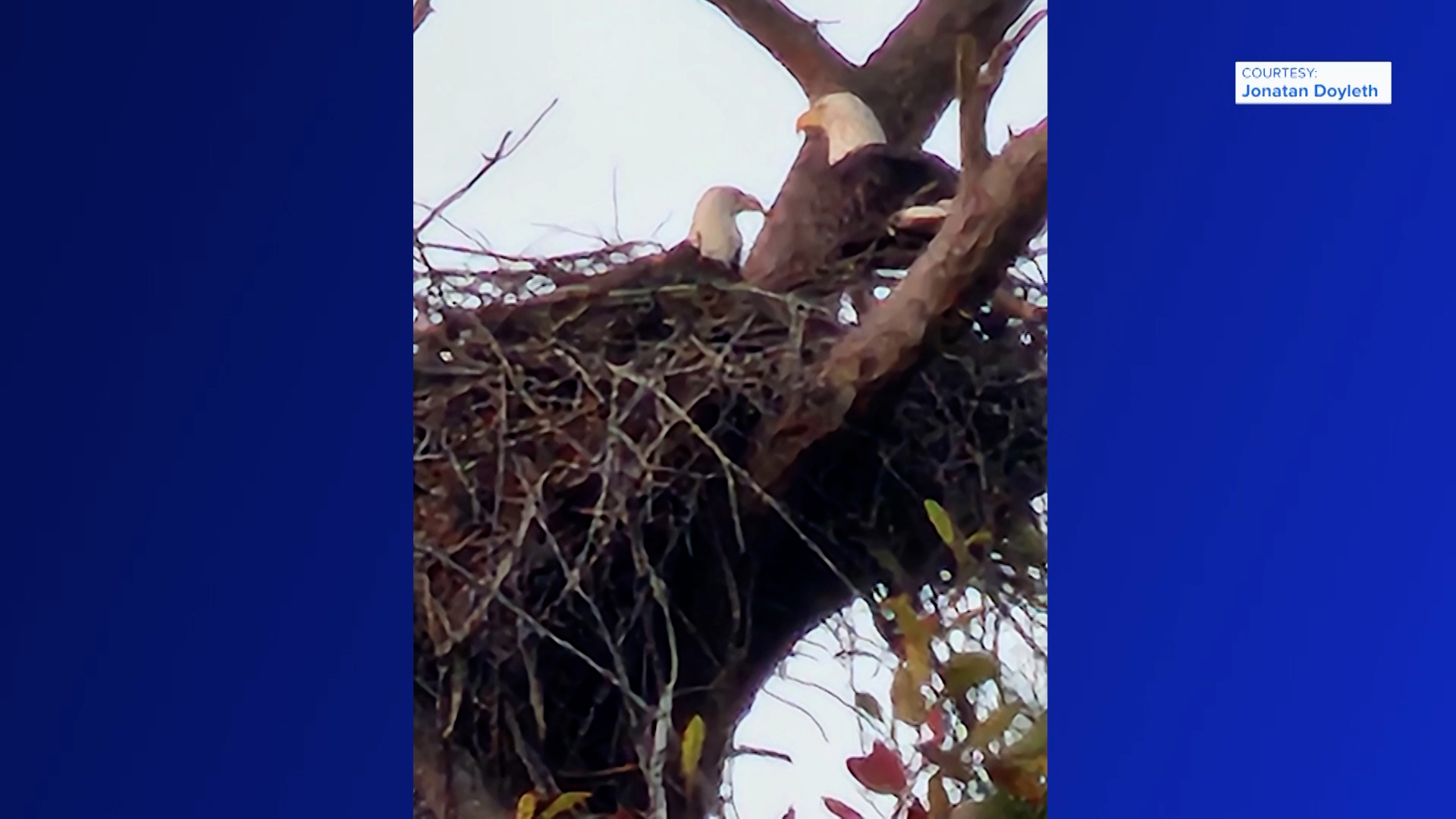 Someone cut down a tree with an active bald eagle nest in Porter. Now ...