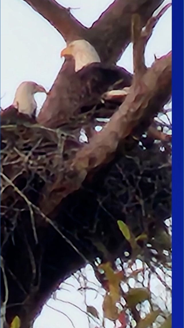 Someone cut down a tree with an active bald eagle nest in Porter. Now ...