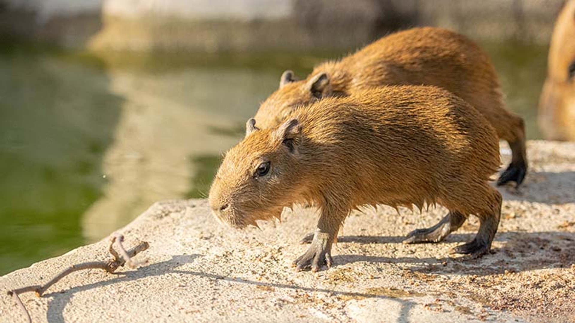 Houston Zoo welcomes baby capybaras, world's largest rodent | khou.com