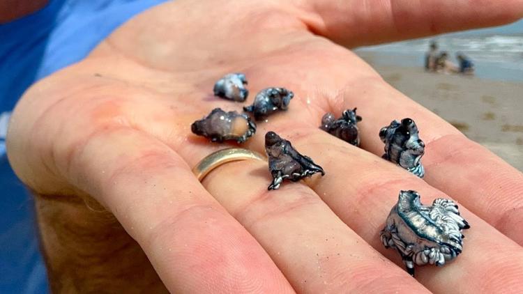 Blue dragons washing up on Texas beaches | khou.com