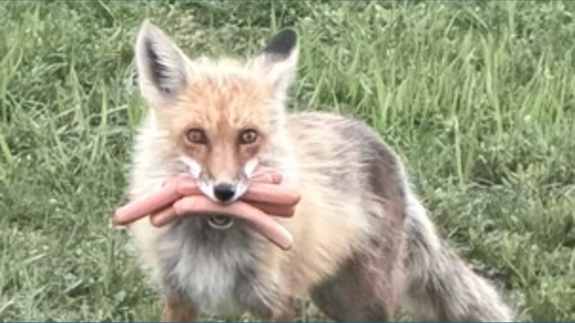 Fox Caught Stealing Hot Dogs From Family Bbq On Camera Khou