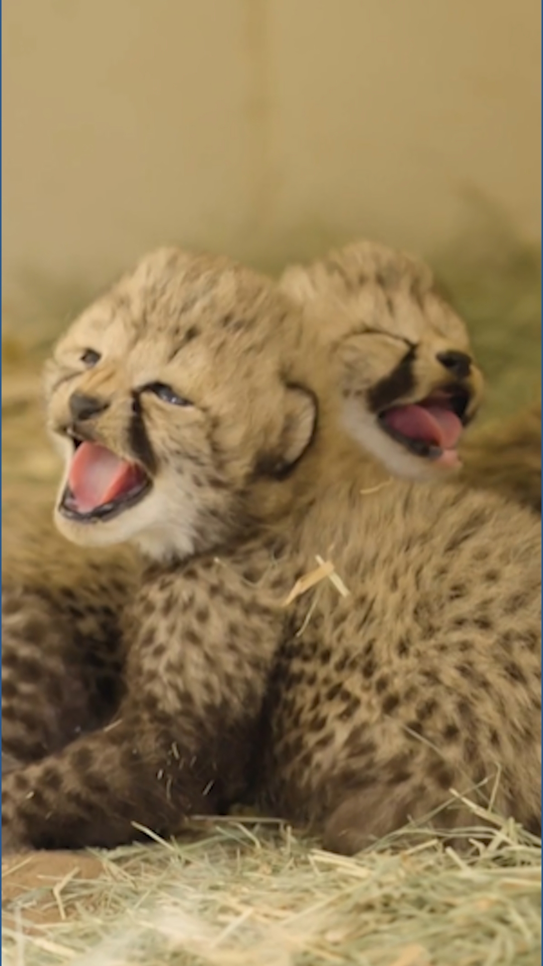 San Diego Zoo Celebrates Birth of 4 Cheetah Cubs | khou.com