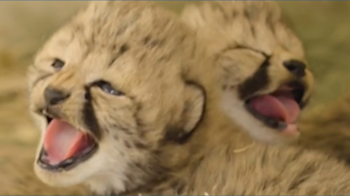 San Diego Zoo Celebrates Birth of 4 Cheetah Cubs | khou.com
