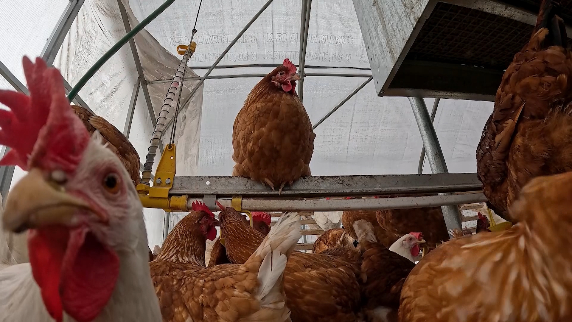 Texas poultry farmers try to keep pace with record-high egg demand amid ...