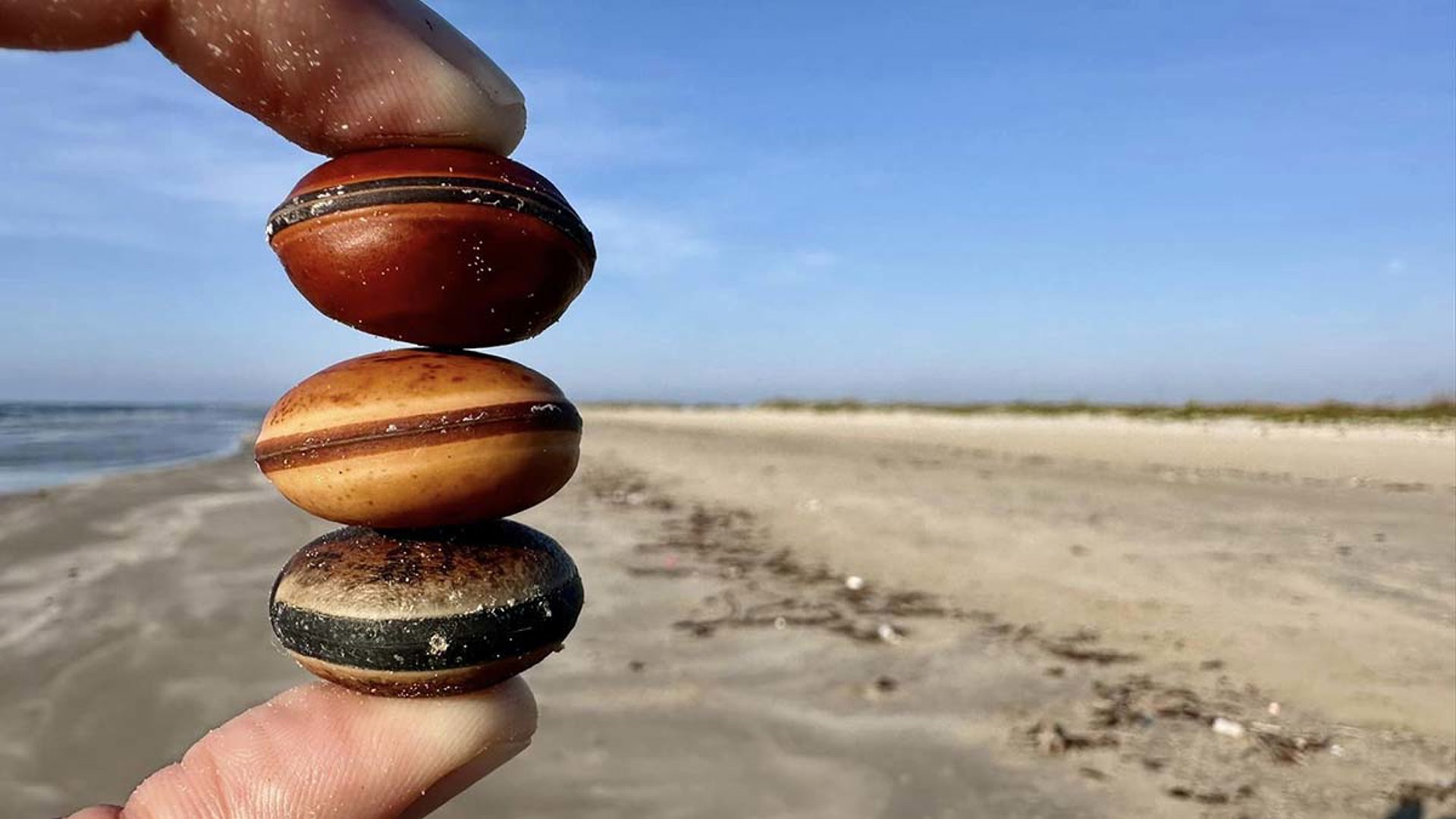 Beachcombing turns up weird finds on Texas beaches | PHOTOS | khou.com