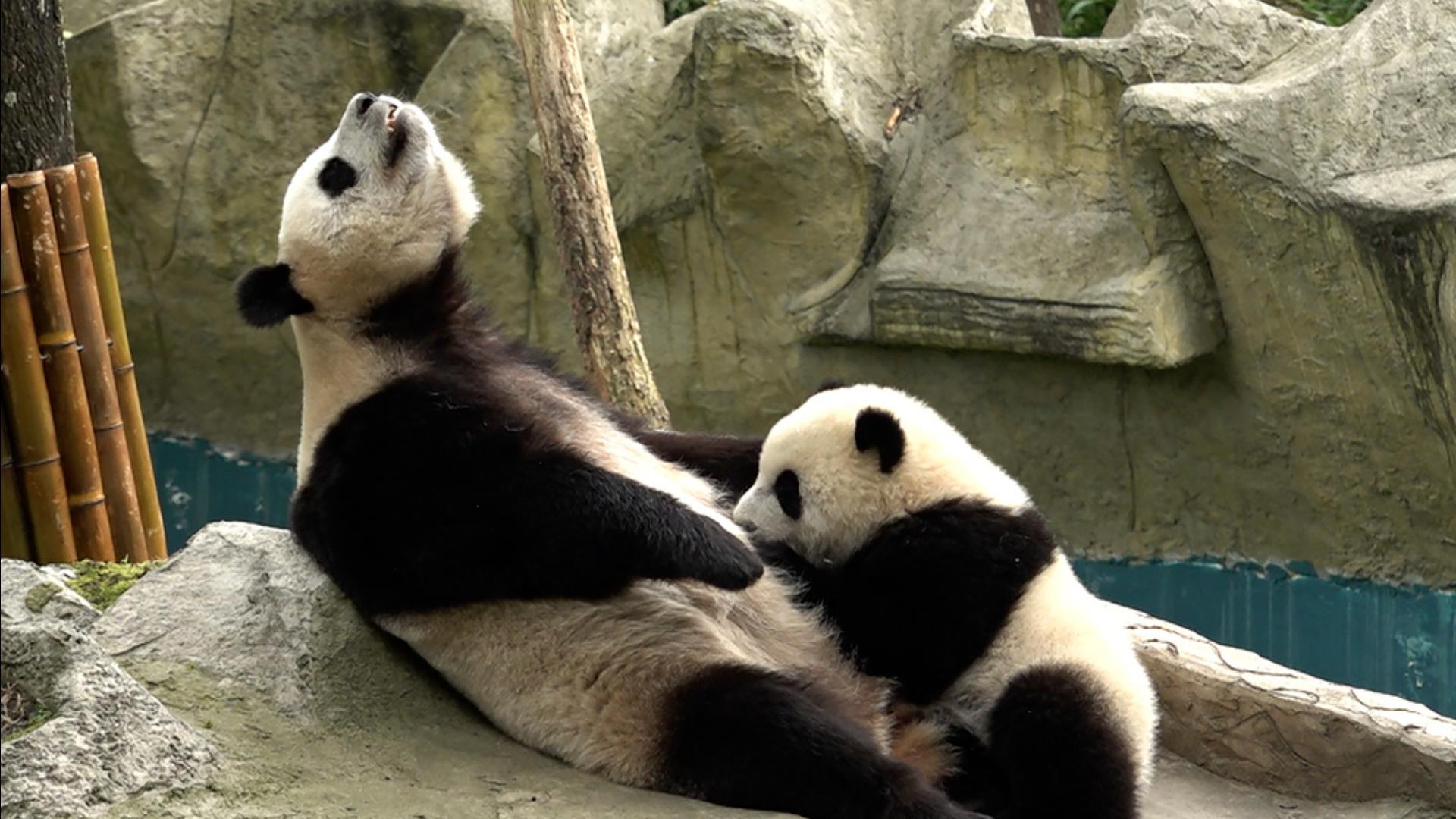 San Diego Zoo welcomes 2 new pandas | khou.com