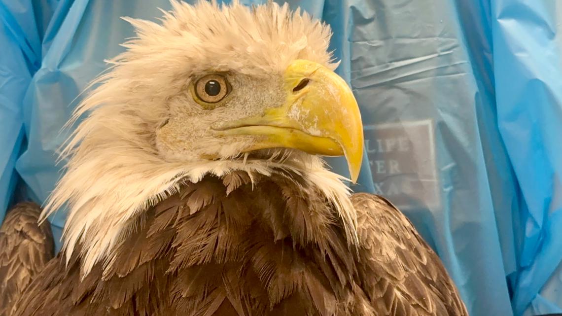 Injured bald eagle, baby owl, other birds rescued by Houston SPCA after ...