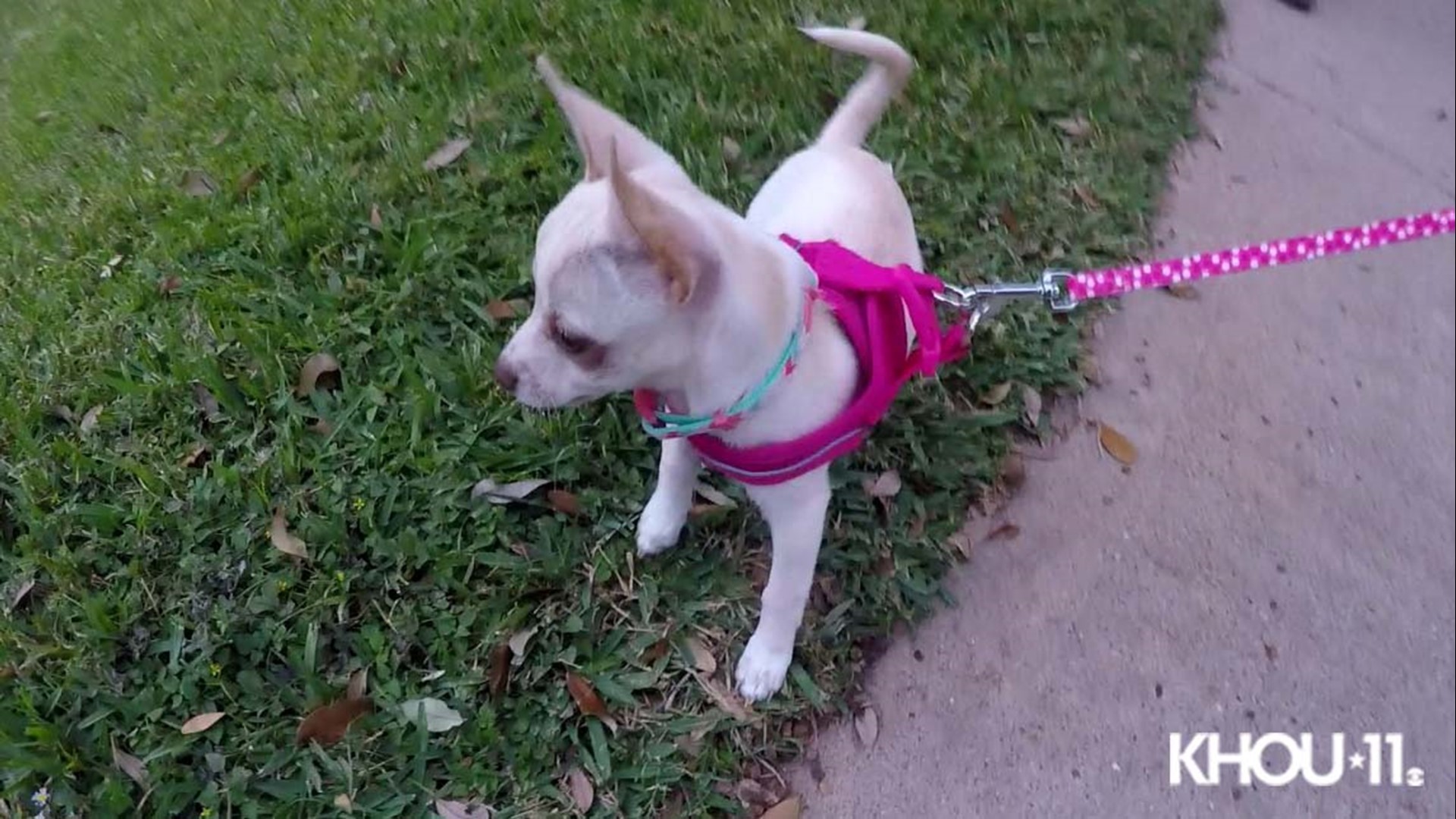Watch: Hawk tries to grab chihuahua from Sienna yard | khou.com