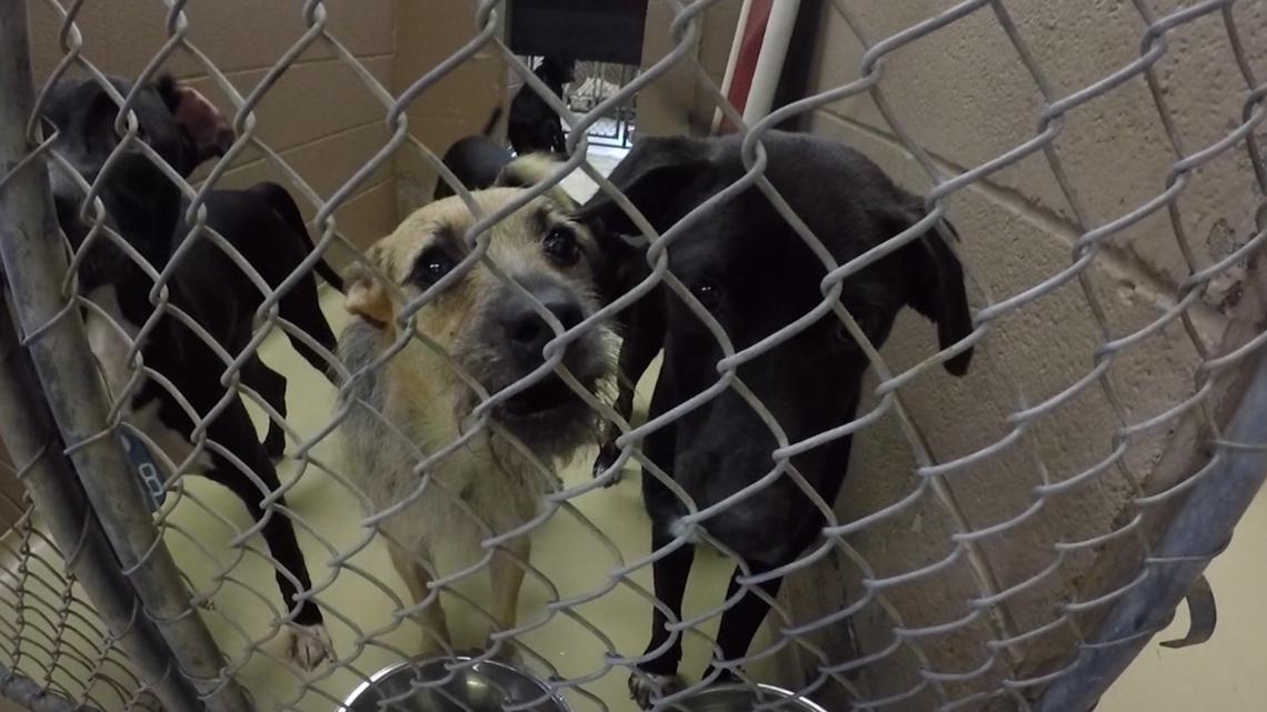 Harris County Pets Animal Shelter updates euthanasia policy | khou.com