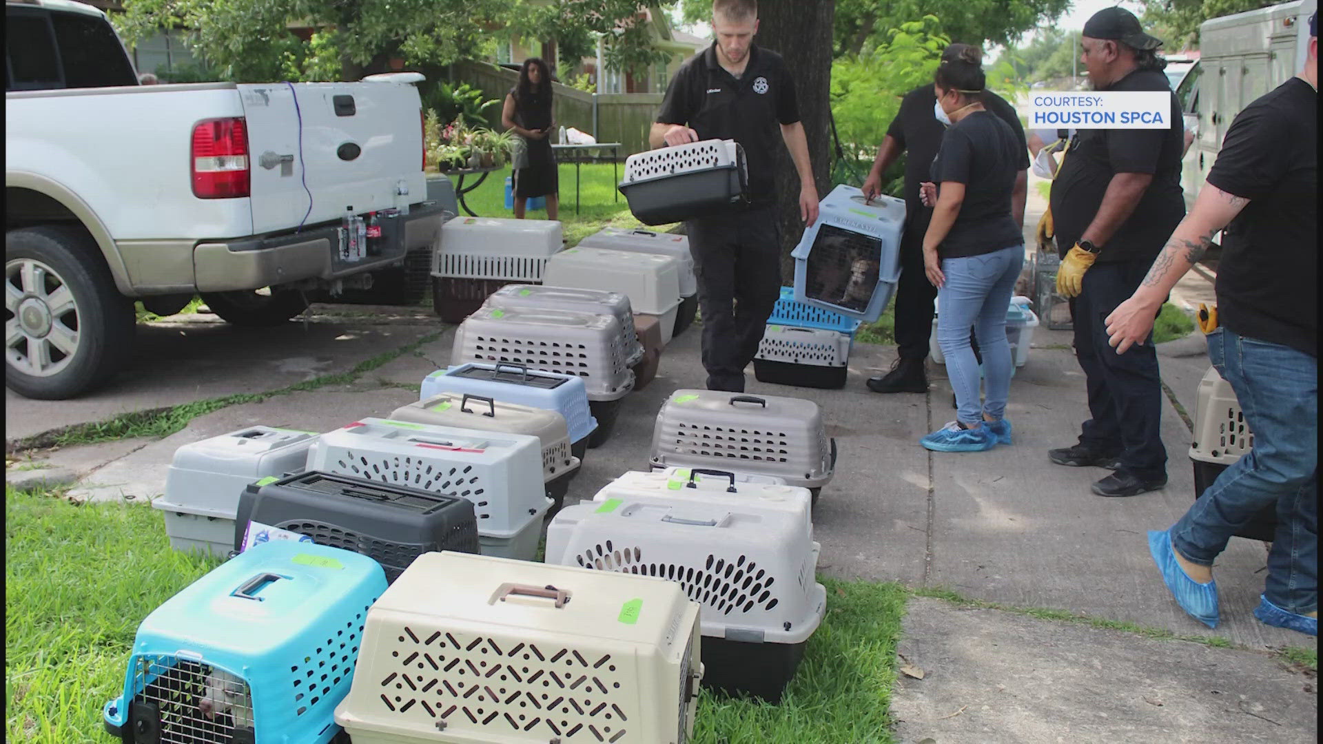 70 dogs rescued from horrific conditions in Pasadena home | khou.com