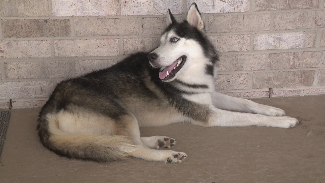Ft. Bend County Animal Services takes in husky found wandering | khou.com
