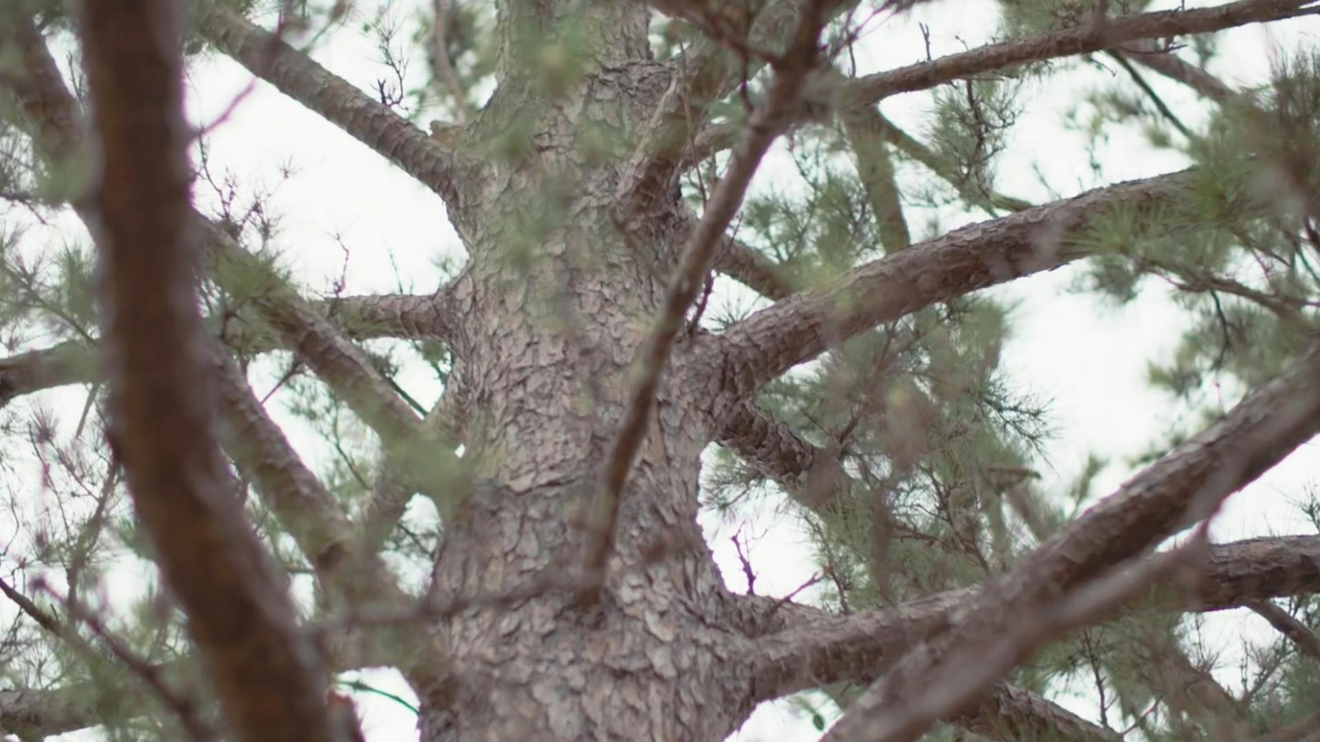 Hurricane season: Preparing your home | khou.com