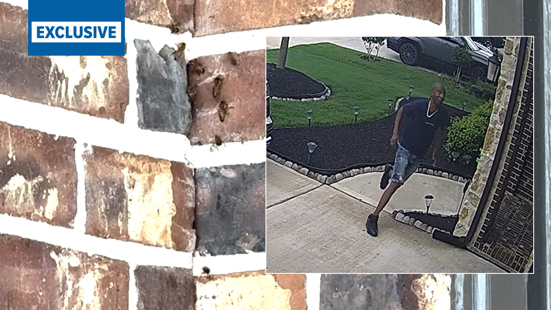 Texas homeowner faces bee infestation in brick walls | khou.com