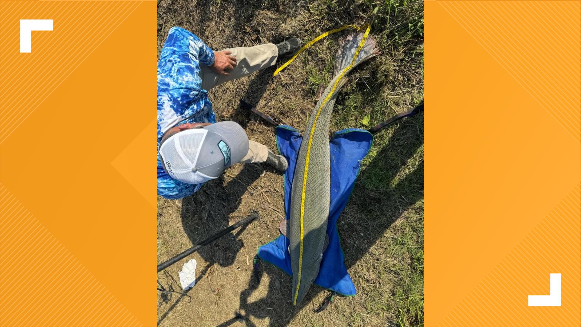 Man catches 153-pound alligator gar on Lake Livingston | khou.com