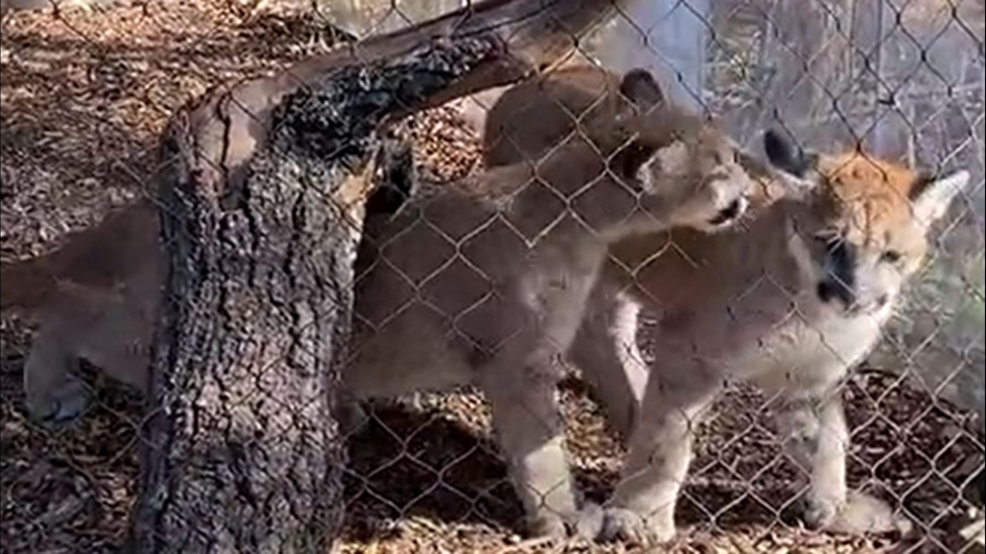 Meet Shasta VII and Louie: Houston Zoo's cougar cubs make debut | khou.com