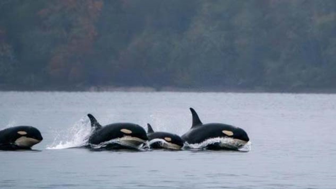 Woman captures special moment with southern resident orcas | khou.com