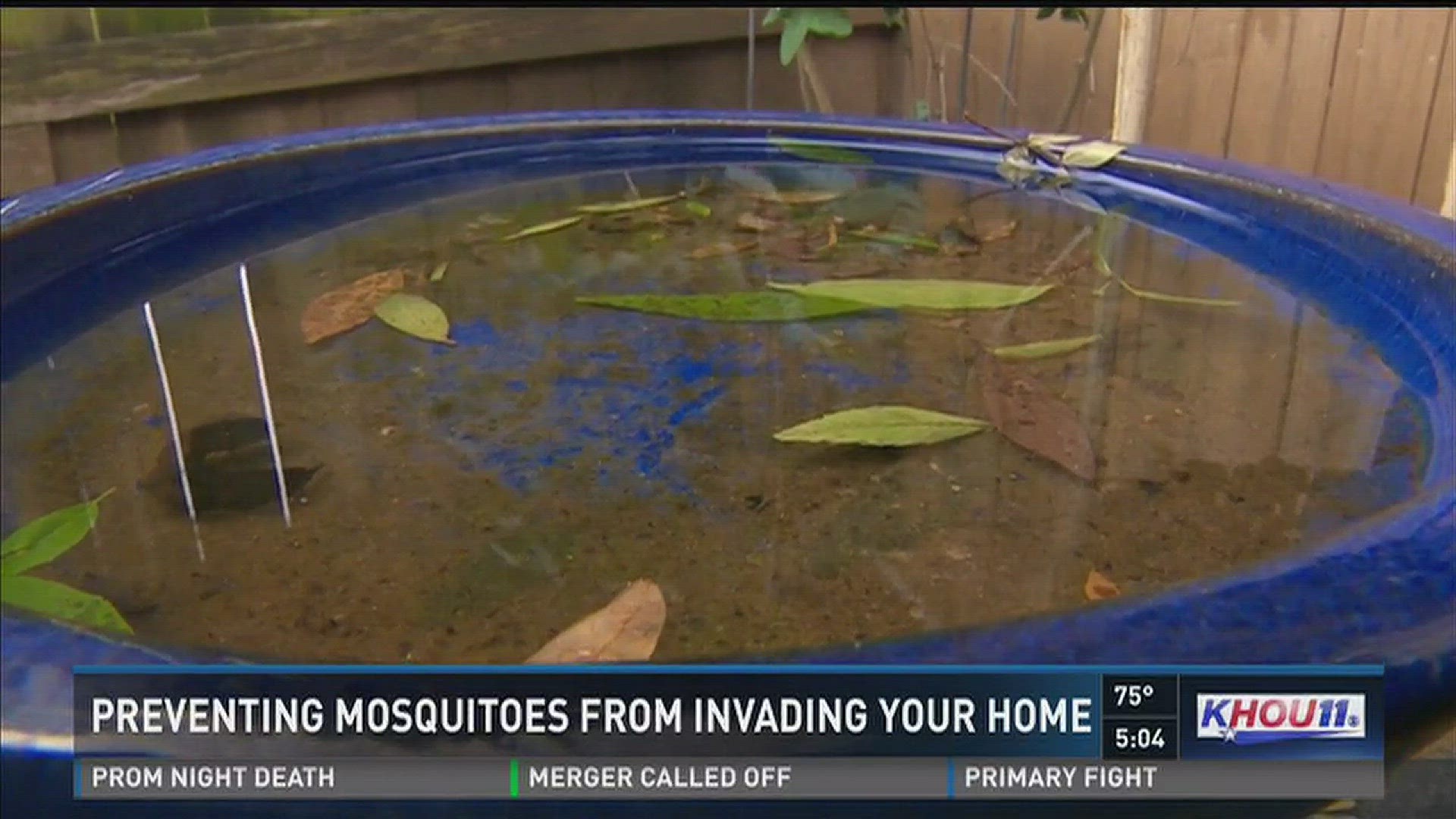 Tips for fighting those pesky mosquitoes | khou.com