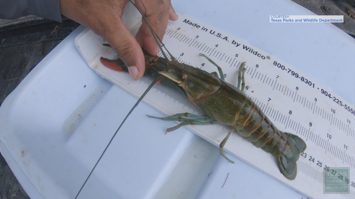 Invasive crayfish discovery raises red flags for Texas wildlife | khou.com