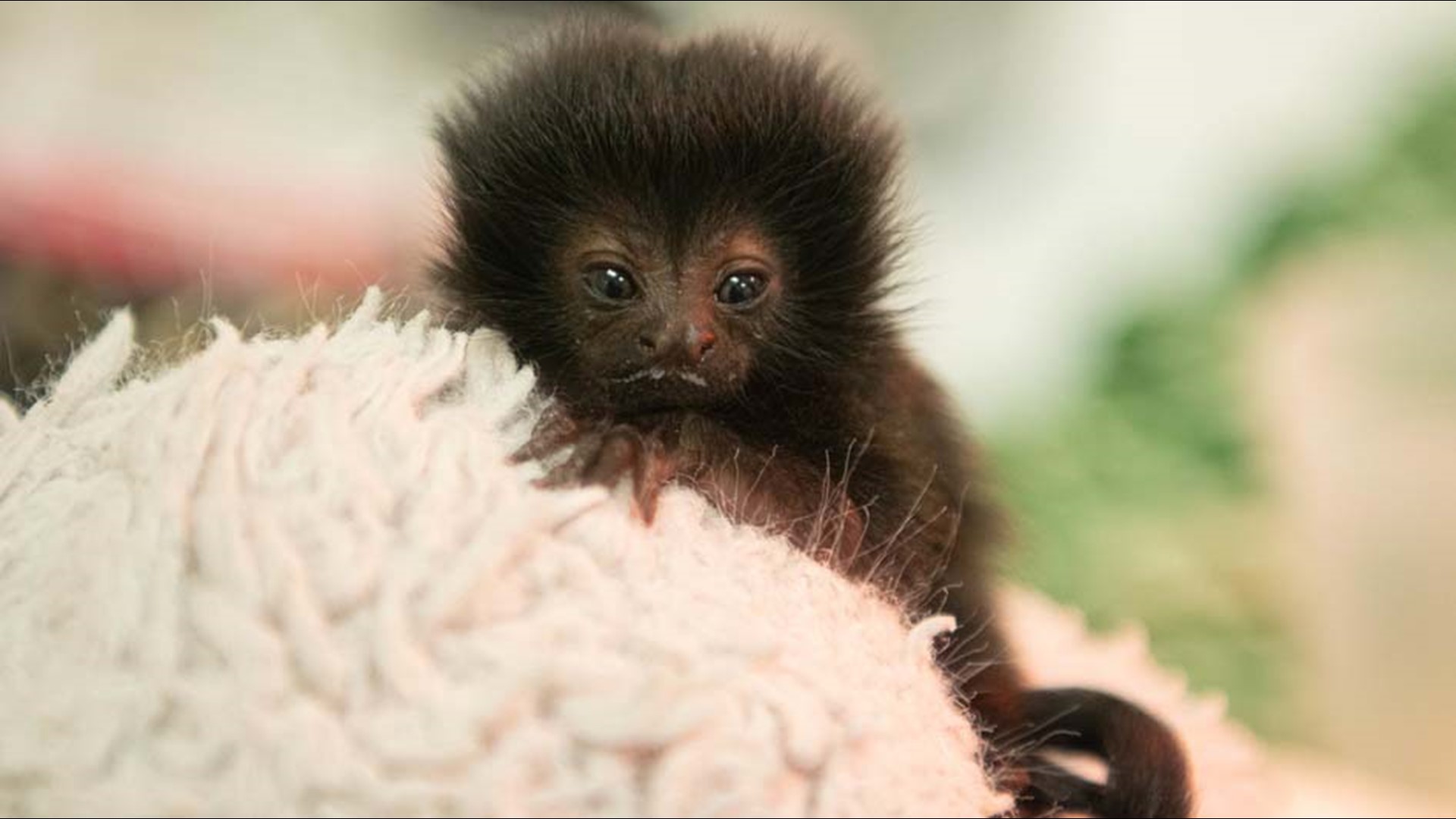 Meet Betty: Tiny baby monkey born at Houston Zoo | khou.com