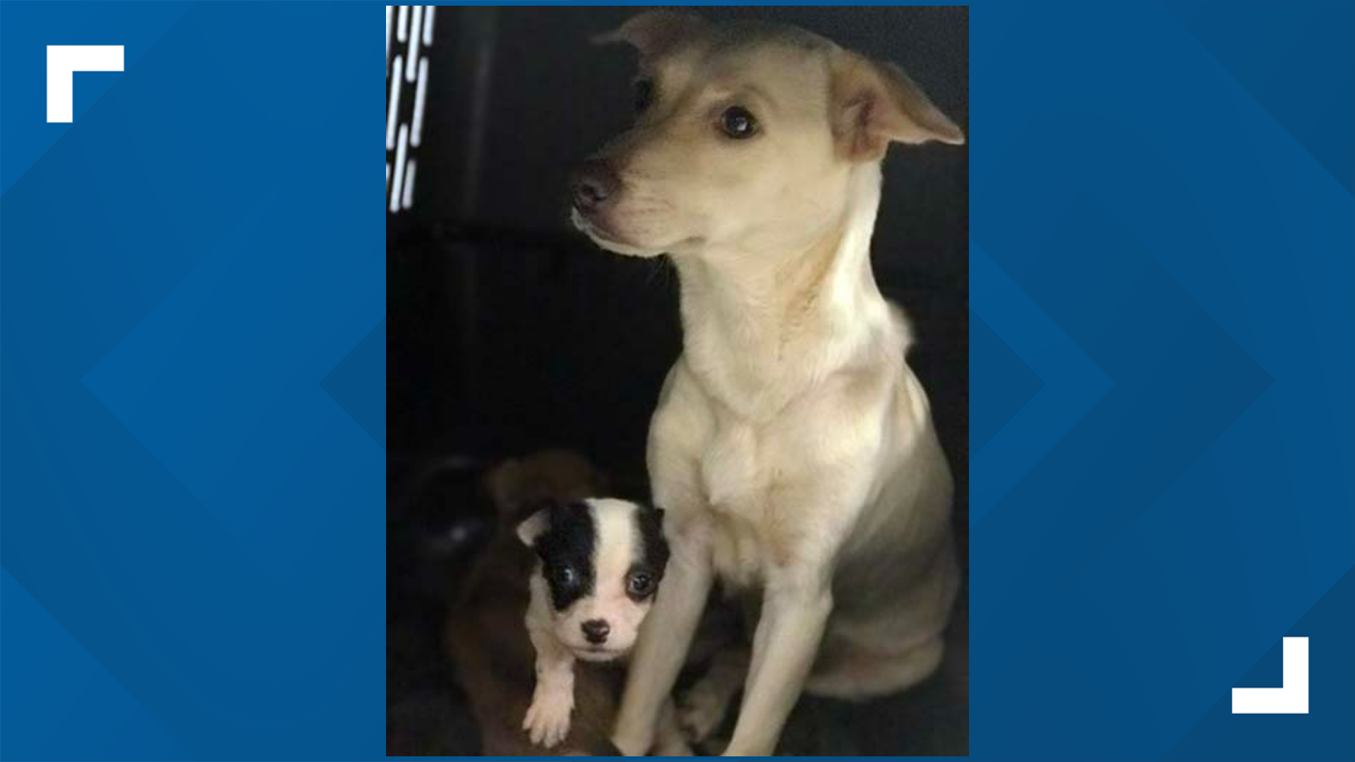 Houston SPCA rescues 26 dogs, cats from 'horrific conditions' | khou.com