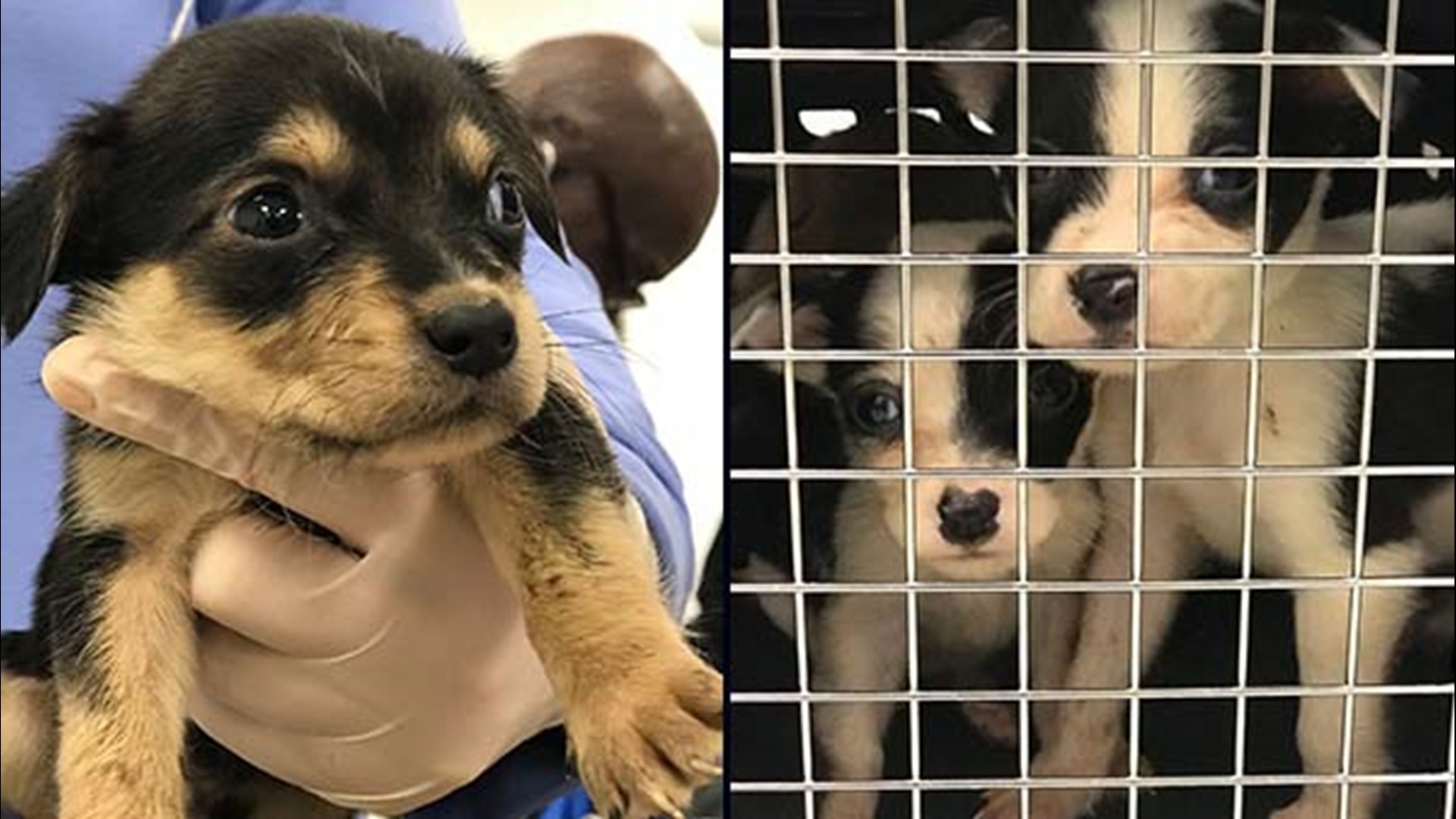 Houston SPCA rescues 26 dogs, cats from 'horrific conditions' | khou.com