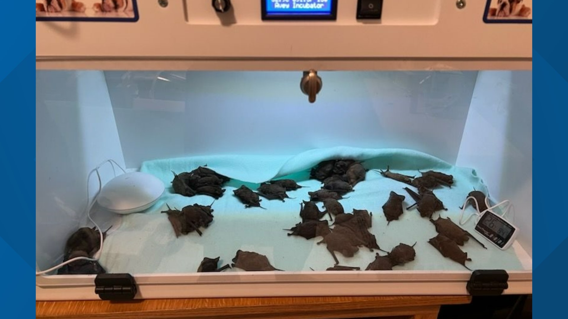 Humane society rescues frozen bats from Houston bridge | khou.com