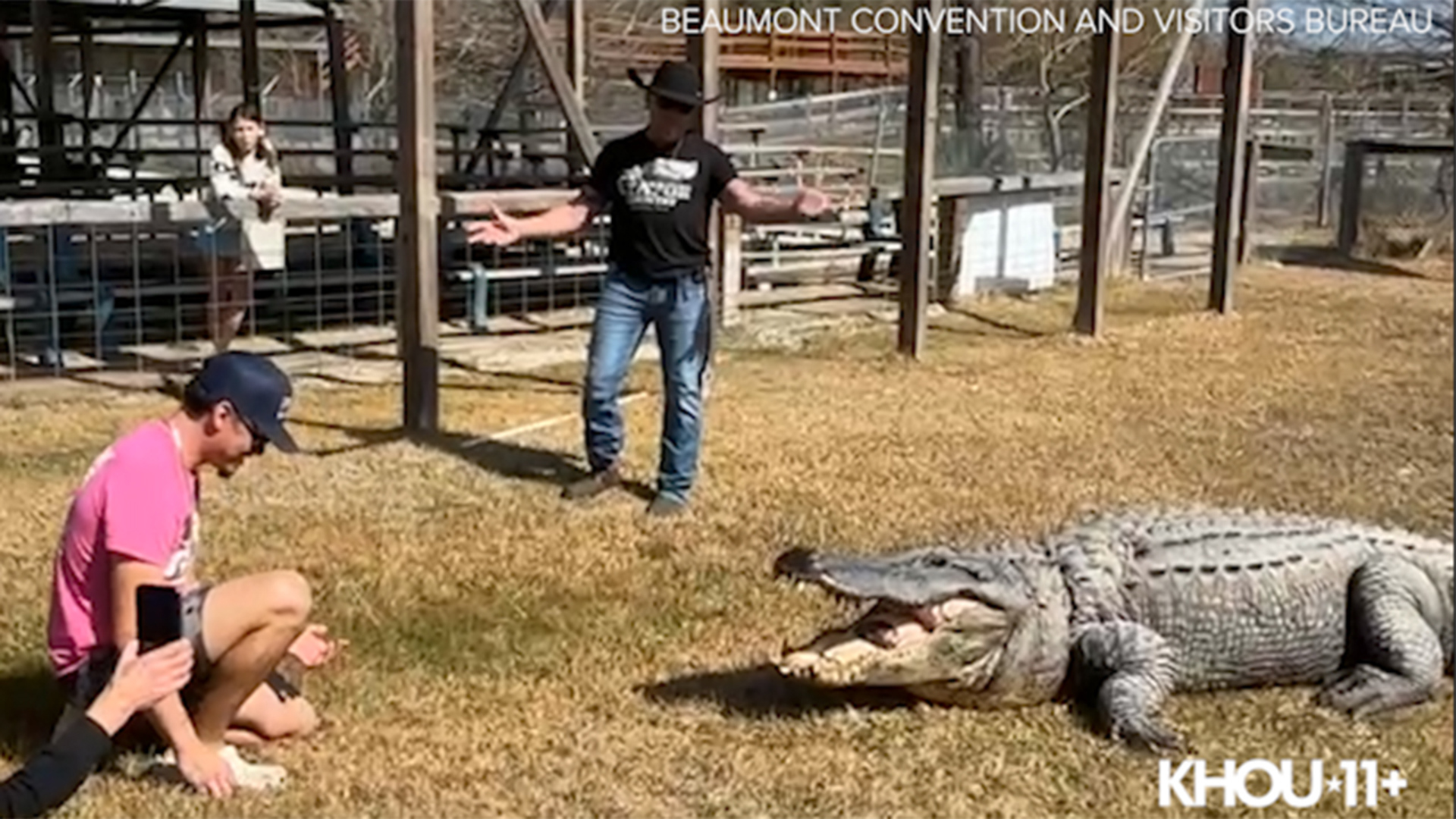 Beaumont, Texas alligator predicts six more weeks of winter | Big Al's ...
