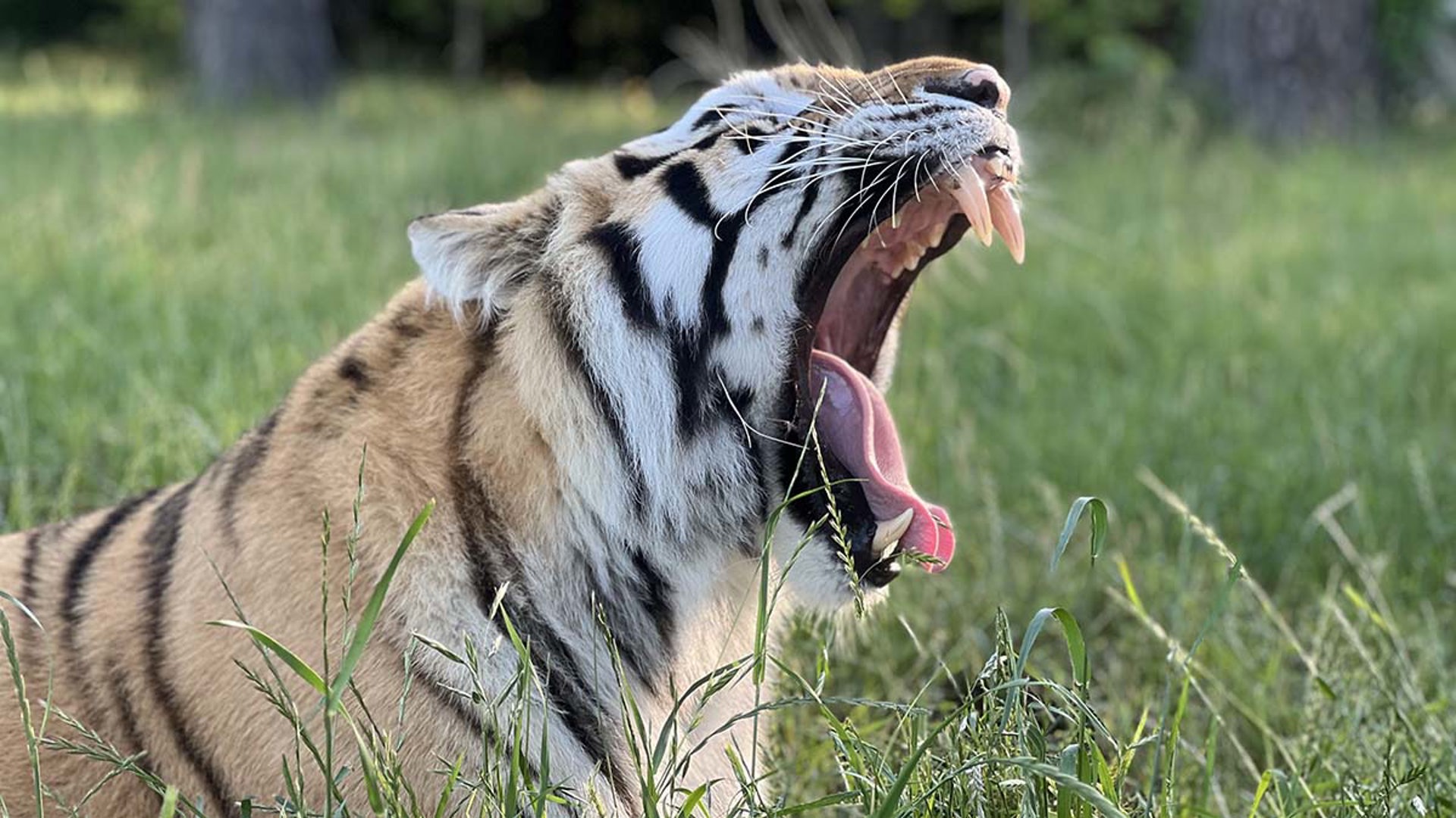 These rescued Texas tigers are celebrating a significant anniversary ...