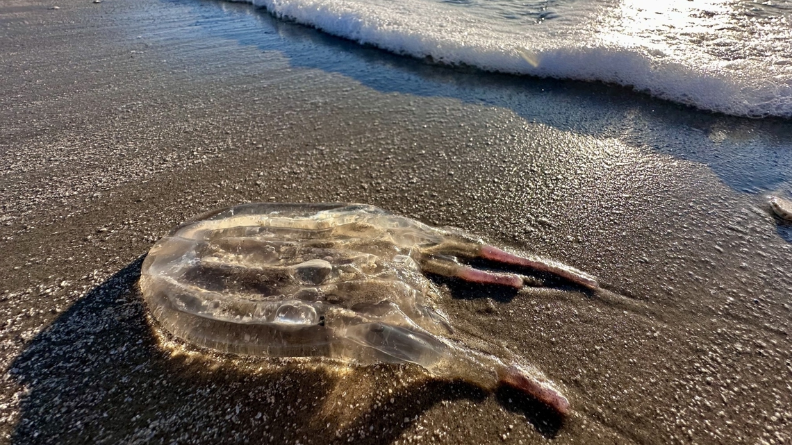 Unusual jellyfish spotted on a Texas beach | khou.com
