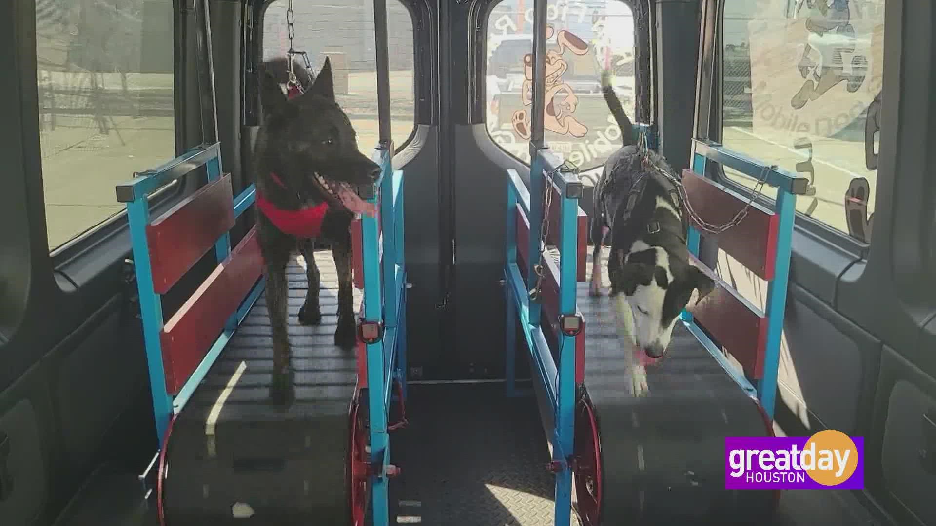 A mobile gym for dogs has us all barking | khou.com