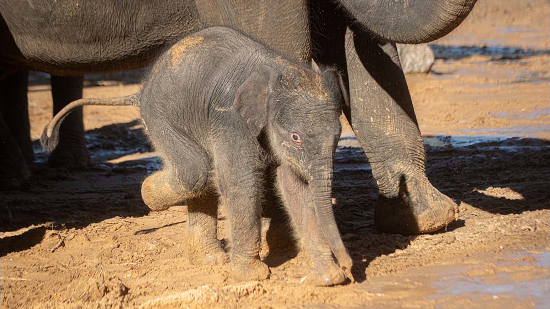 Kirby, the Houston Zoo's baby elephant, becomes internet star | khou.com