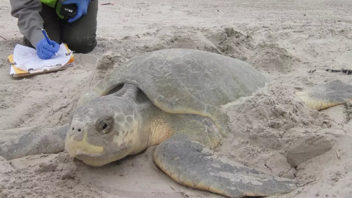 Wildlife experts urge public to help protect sea turtles | khou.com